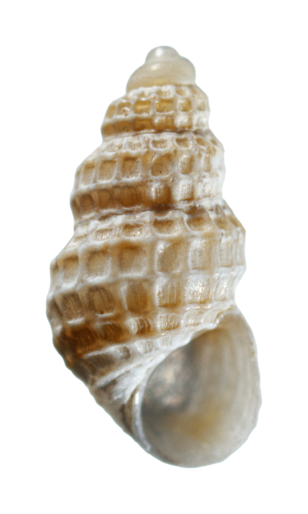 Spire-shells from Bass Coast - Phillip Is., AU-VI, AU on November 27 ...