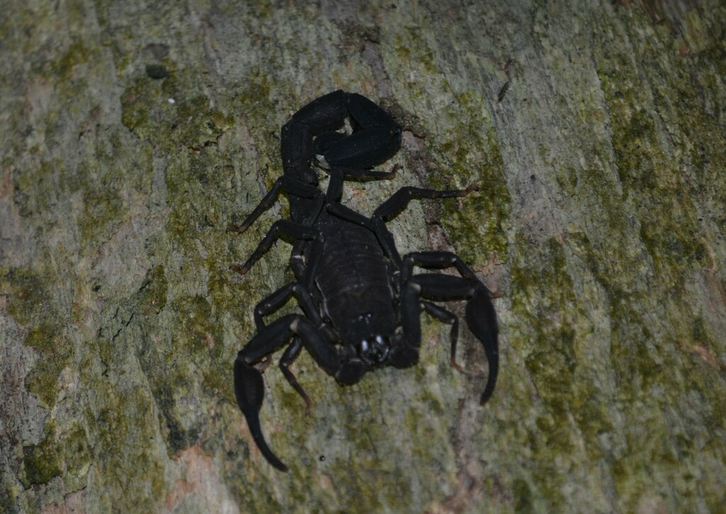 Tityus pachyurus from Vaca Diez, Bolivia on November 24, 2023 at 10:28 ...