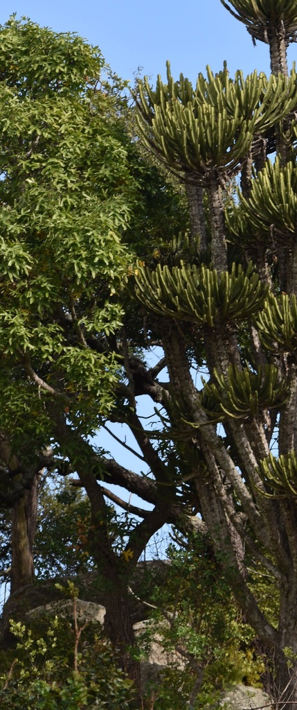 Five-Finger Tree from Ehlanzeni District Municipality, South Africa on ...