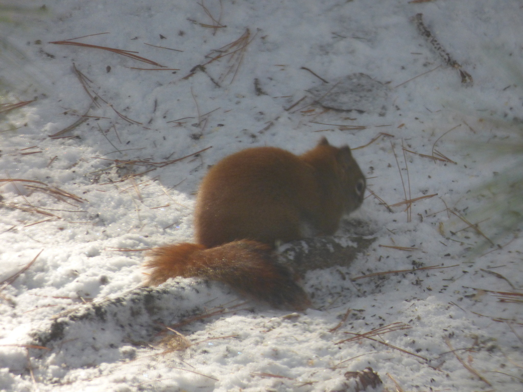 American Red Squirrel from Lennox and Addington County, ON, Canada on ...