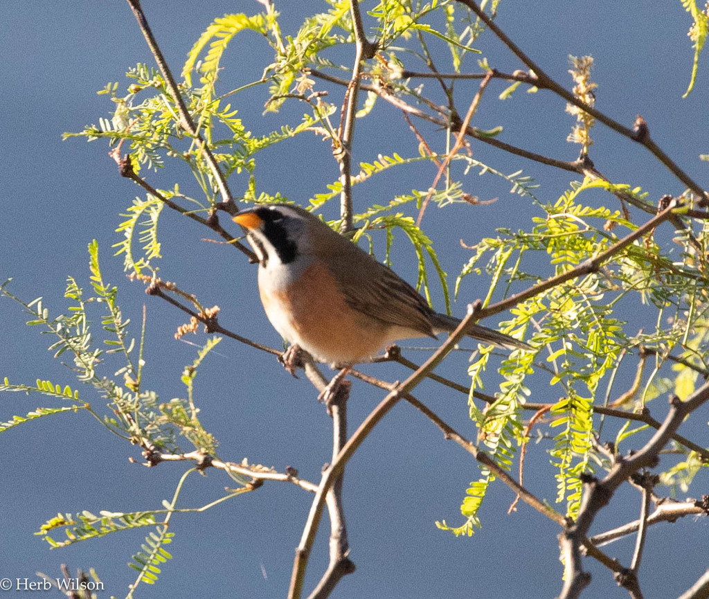 Many-colored Chaco Finch from La Viña Department, Salta Province ...