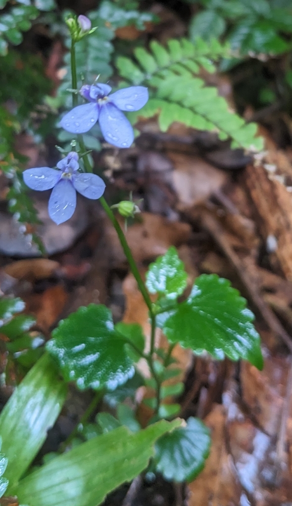 forest lobelia from Korora NSW 2450, Australia on November 26, 2023 at ...