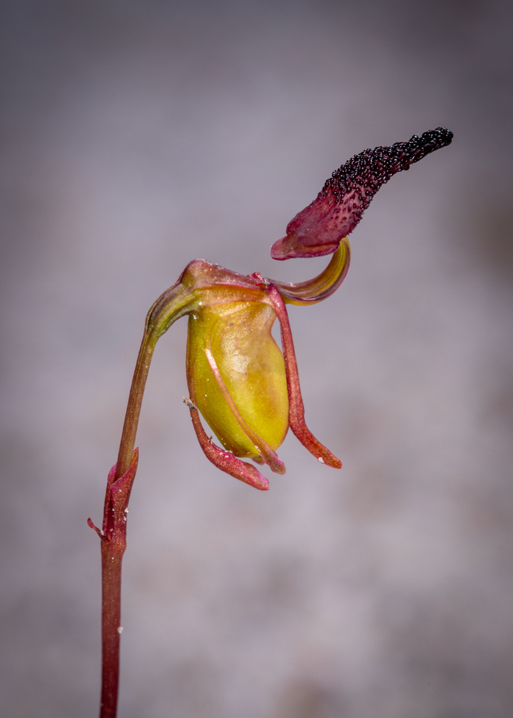Flying Duck Orchid from Flynn WA 6302, Australia on September 28, 2023 ...