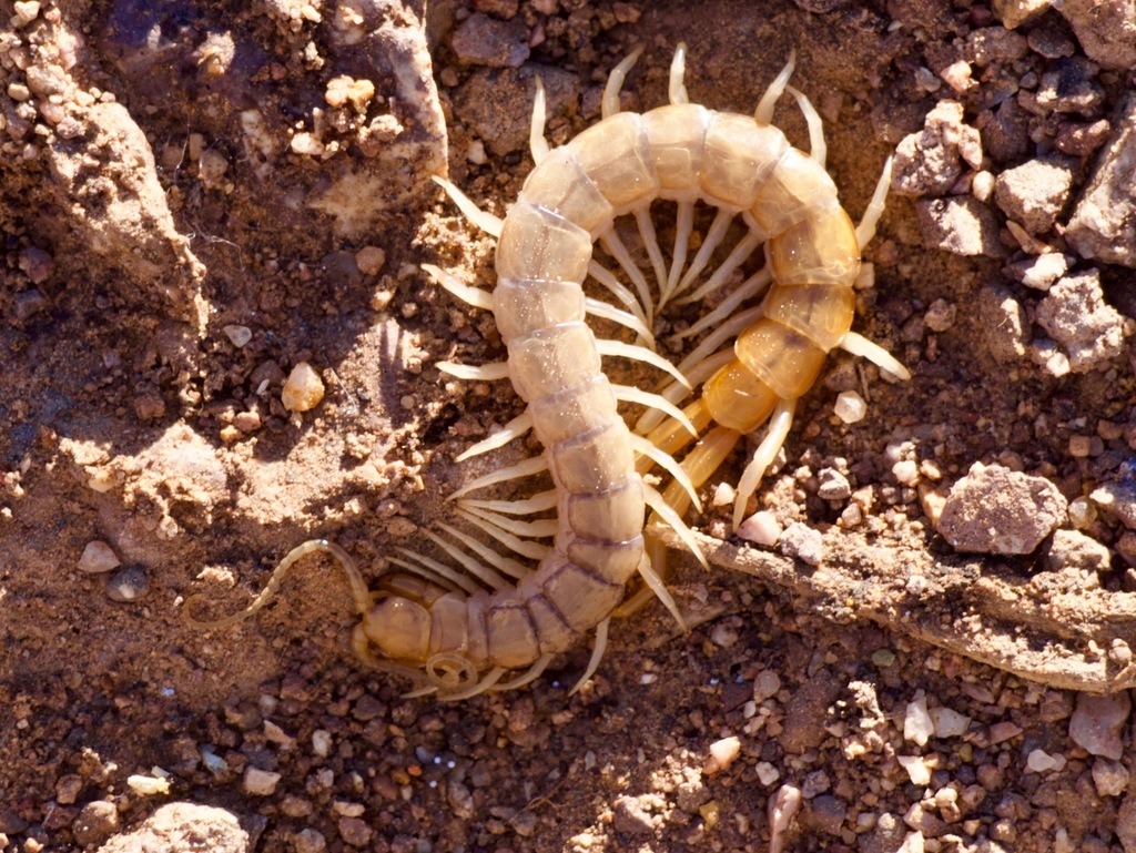 Common Desert Centipede from Pinal County, AZ, USA on November 21, 2023 ...