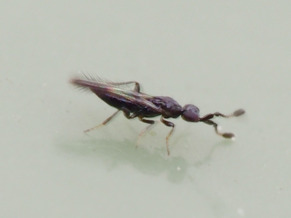 Platystethynium from North Island, Kaeo, Northland, NZ on November 30 ...
