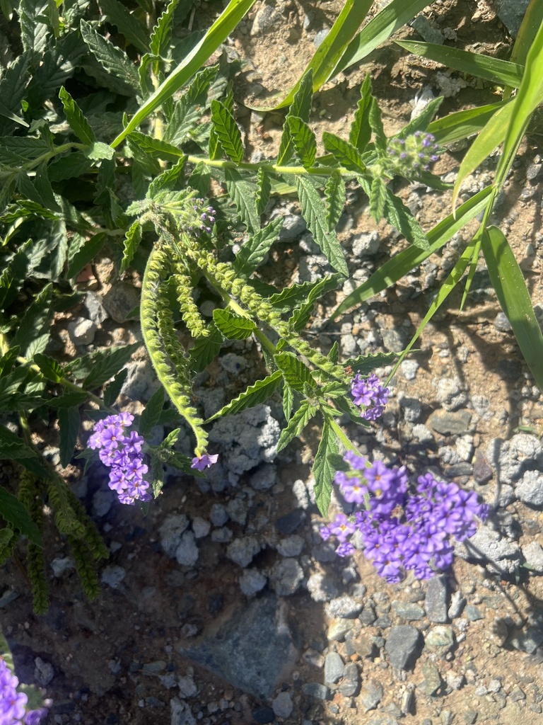 fragrant heliotrope from Peter Rash Ct, Caboolture, QLD, AU on November ...