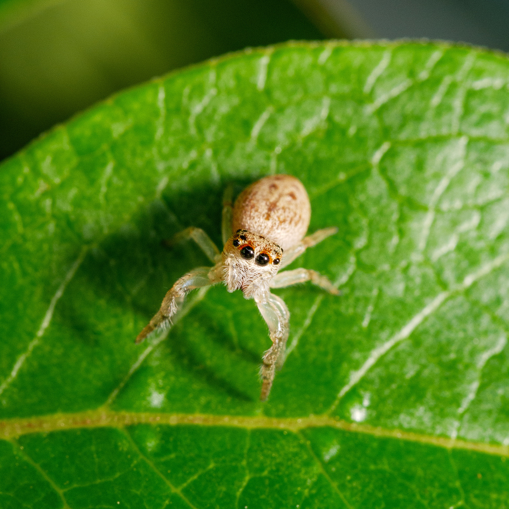 Cyclops Jumping Spider from St Albans, Christchurch, New Zealand on ...