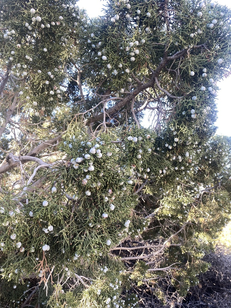 California juniper from Joshua Tree National Park, Desert Hot Springs ...
