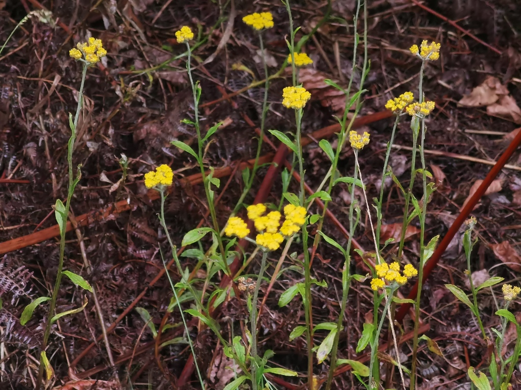 Kooigoed Everlasting in November 2023 by Francois · iNaturalist