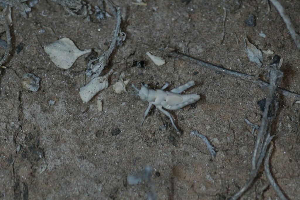 Crepitating Spurthroat from Broken Hill NSW 2880, Australia on November ...