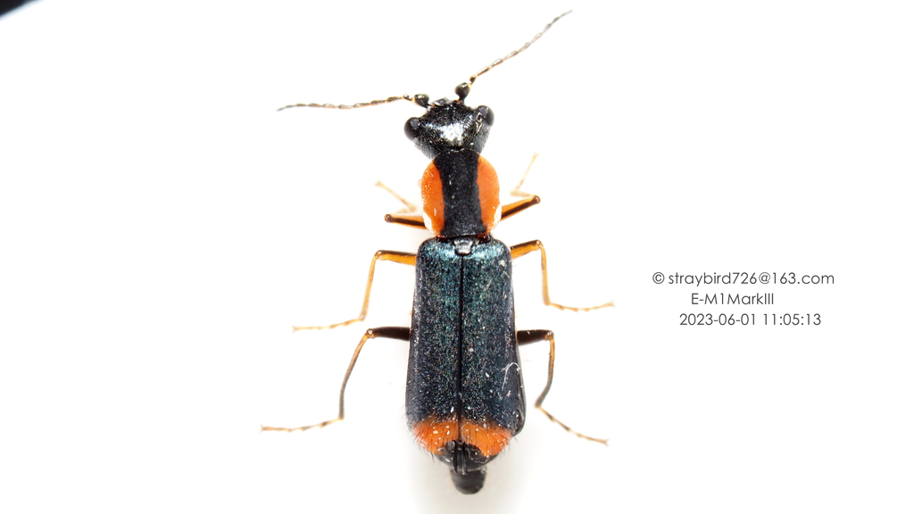 Cyrtosus christophi from 中国北京市门头沟区 on June 1, 2023 at 11:05 AM by Nan ...