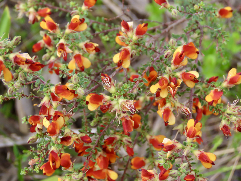 small-leaf parrot-pea from Wollemi National Park, Kelgoola NSW 2849 ...