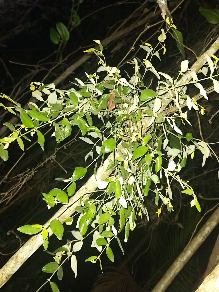 golden mistletoe from Iluka NSW 2466, Australia on November 24, 2023 at ...