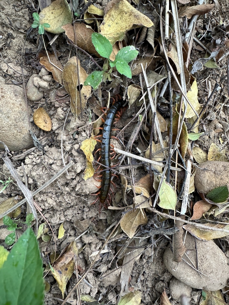 Chinese Red-headed Centipede from 臺灣島, 通霄鎮, MIA, TW on November 26 ...