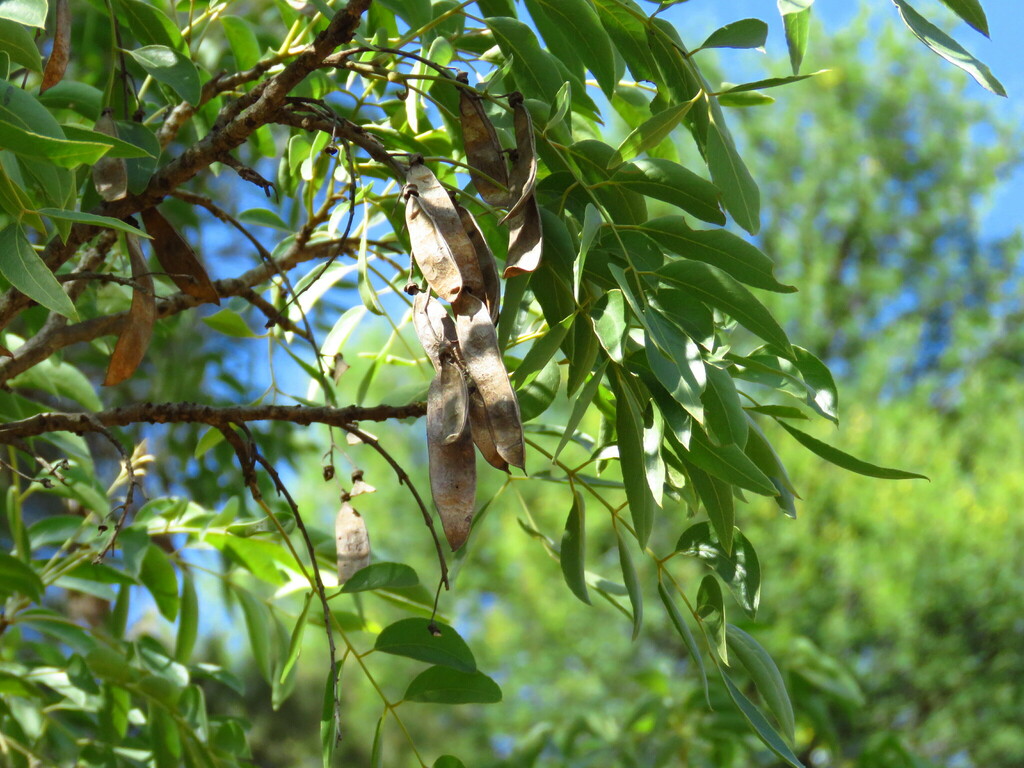 Tree-wisteria from Bulawayo golf course driving range - W of Winnies ...