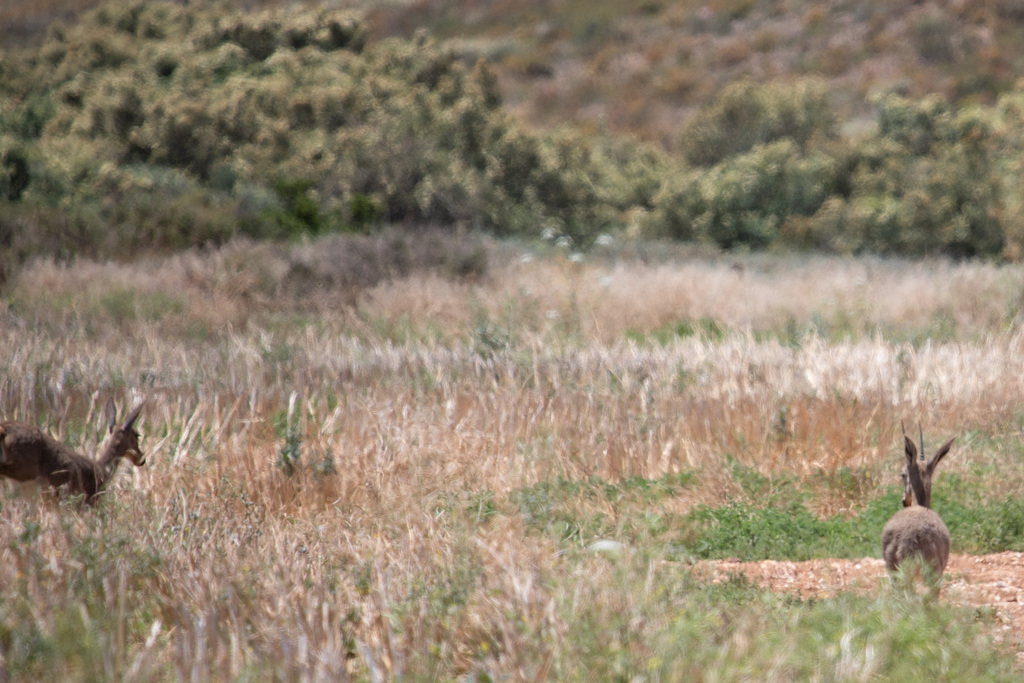 Grey Rhebok from Overberg, Western Cape, South Africa on November 24 ...