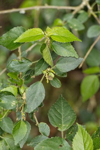 Forest False Nettle (Acalypha glabrata) · iNaturalist United Kingdom