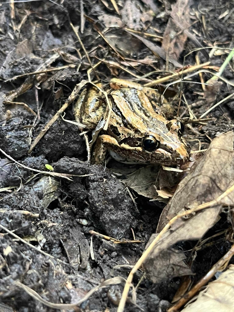 Striped Marsh Frog from Grandchester QLD 4340, Australia on November 30 ...