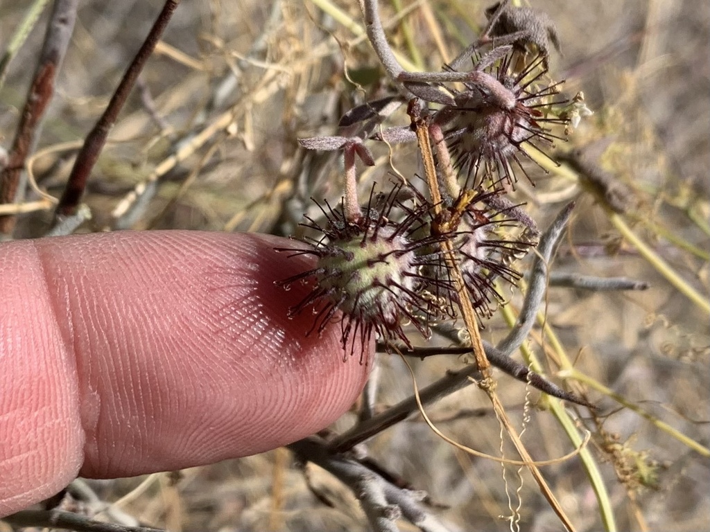 White Rhatany from Joshua Tree National Park, Twentynine Palms, CA, US ...