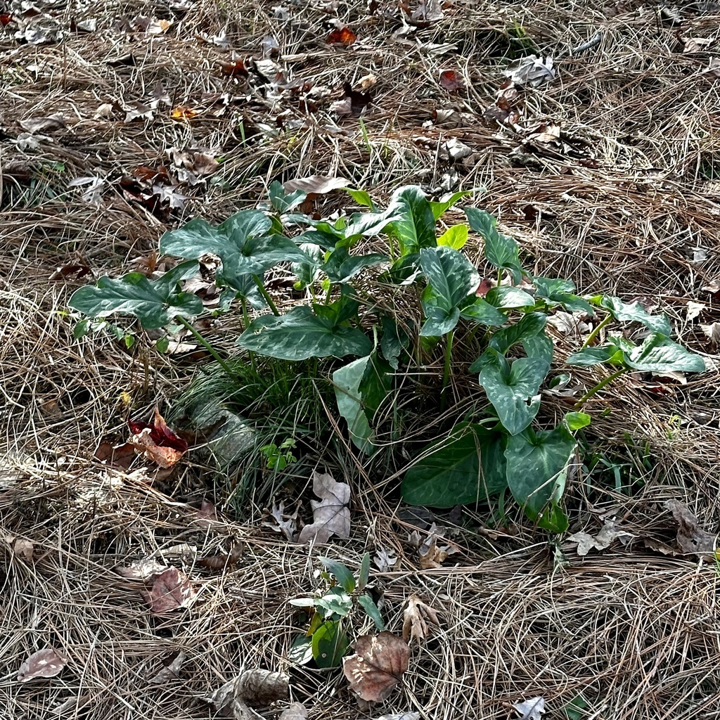 Italian arum from Atlanta, GA, US on November 25, 2023 at 02:47 PM by ...