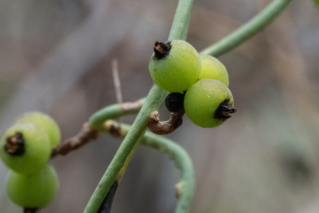 Dodder Laurels from Glenlyon VIC 3461, Australia on November 27, 2023 ...