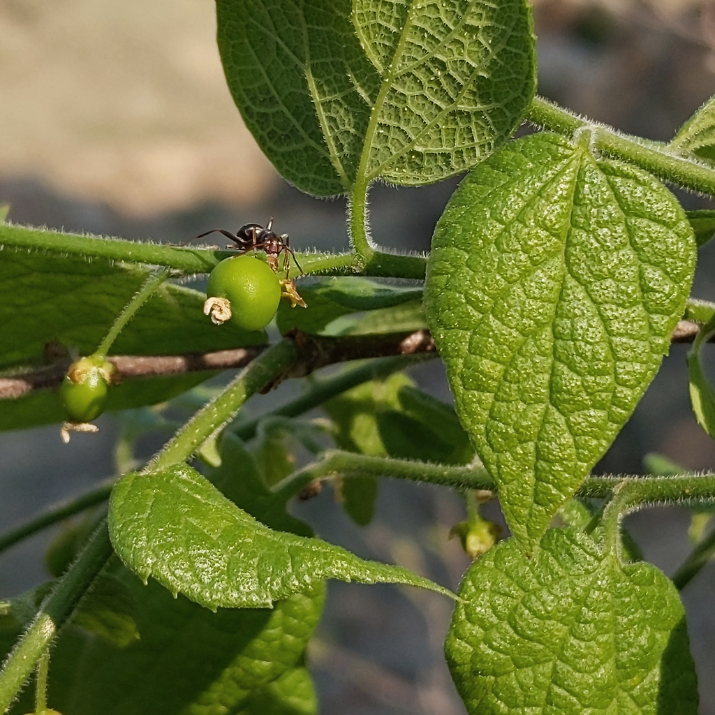 netleaf hackberry from Jefferson County, CO, USA on May 11, 2022 at 09: ...
