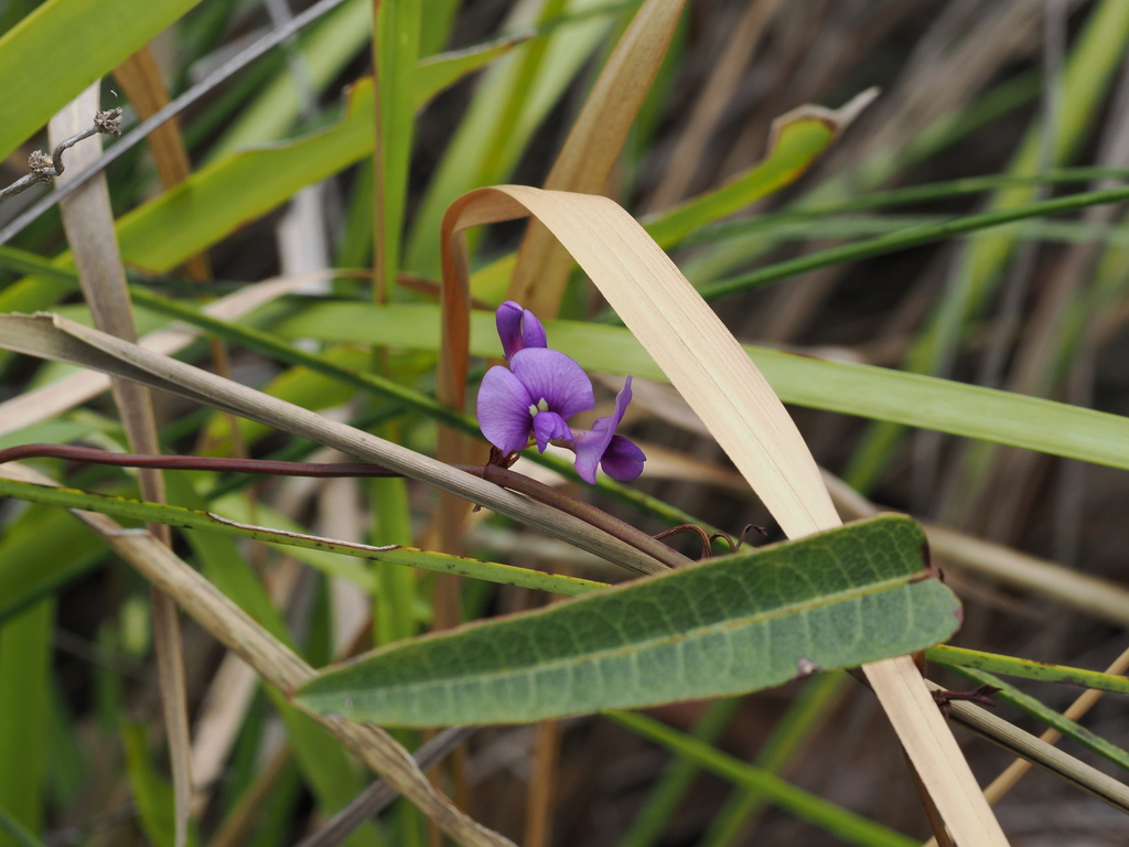 Happy wanderer from Pillar Valley NSW 2462, Australia on November 26 ...