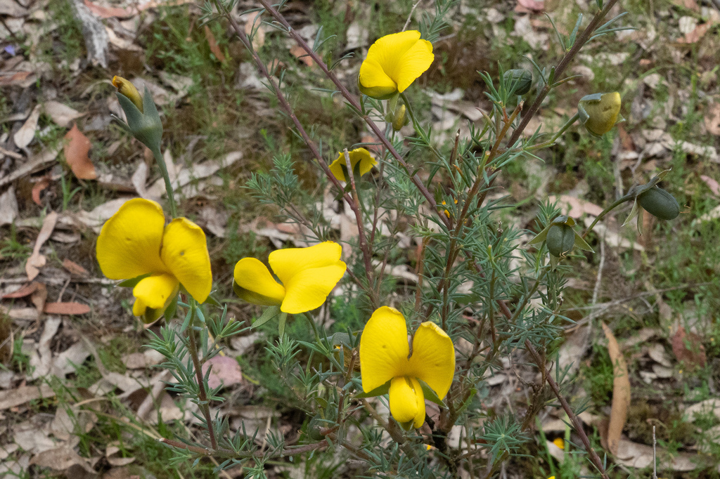 Common Wedge-pea from Glenlyon VIC 3461, Australia on November 27, 2023 ...