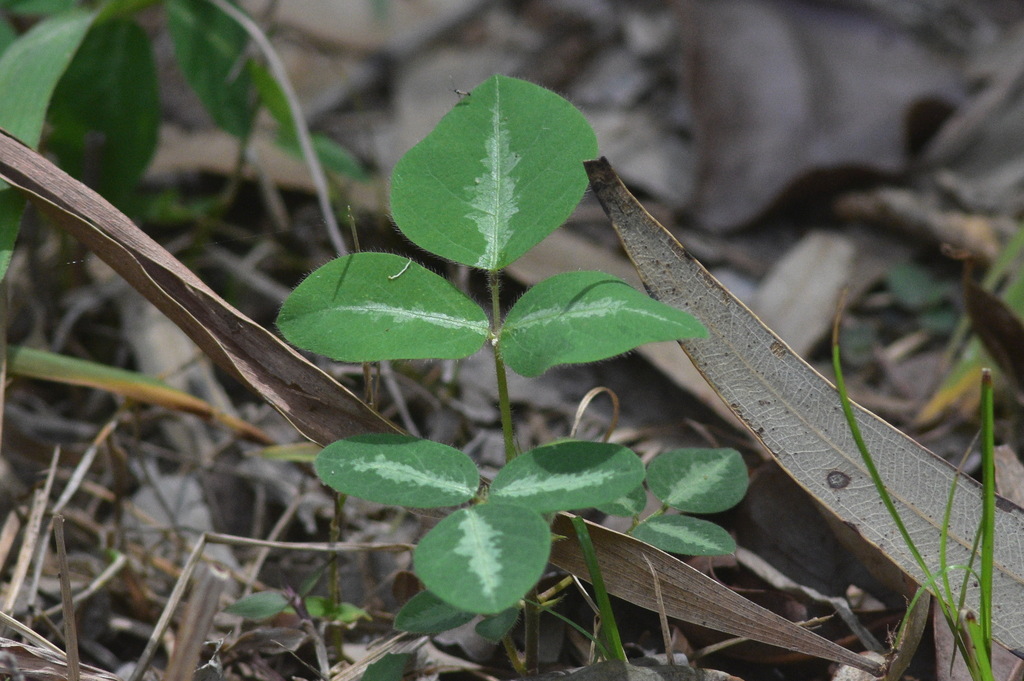 Silverleaf Desmodium from Tweed Heads NSW, Australia on November 27 ...
