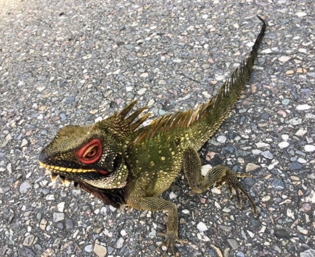 Indonesian Forest Dragon from Mimika Regency, Papua, Indonesia on April ...
