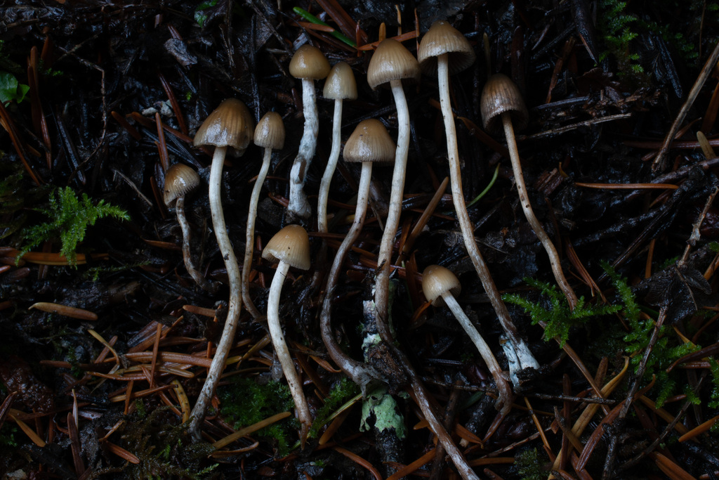Psilocybe pelliculosa from Washington County, OR, USA on November 13 ...
