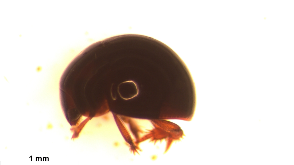 Zeadolopus in November 2023 by ollyball. Could not see any antennae ...