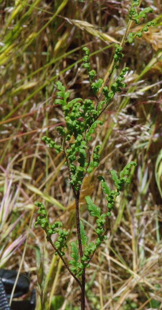 Poison Rock Fern from McLeans Island, Christchurch, New Zealand on ...
