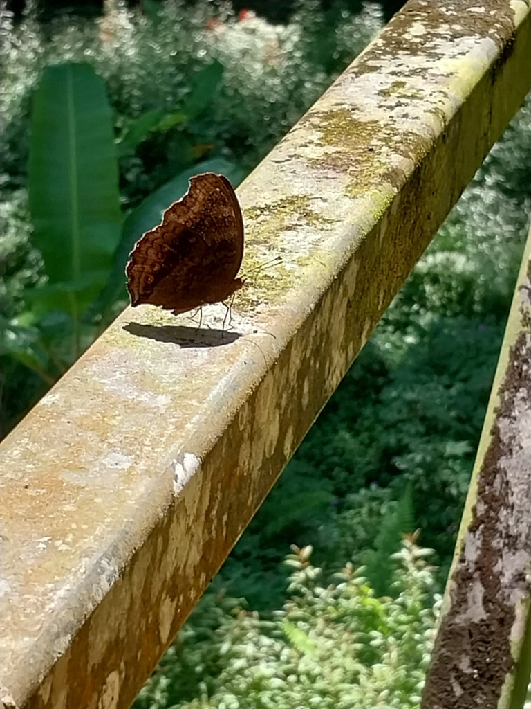 Brown Pansy from Smp ypj kk on November 30, 2023 at 07:09 AM by ...