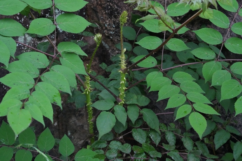 Chinese Angelica-tree in April 2023 by shiguangshi · iNaturalist