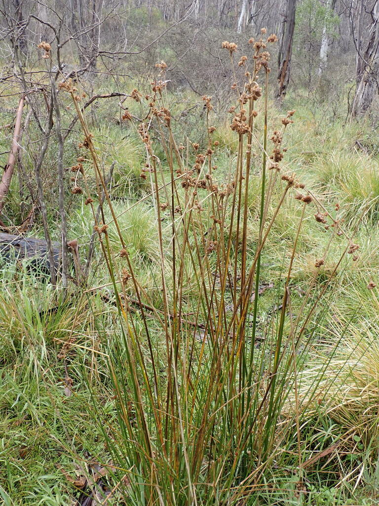 rushes from Cotter River, ACT, Australia on November 30, 2023 at 12:33 PM by Leon Perrie ...