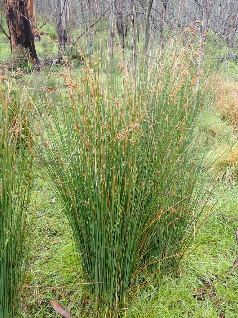 Broom Rush from Cotter River, ACT, Australia on November 30, 2023 at 12:35 PM by Leon Perrie ...
