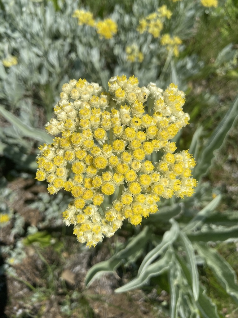 Pale Everlasting from Emakhazeni, Belfast, MP, ZA on November 25, 2023 ...