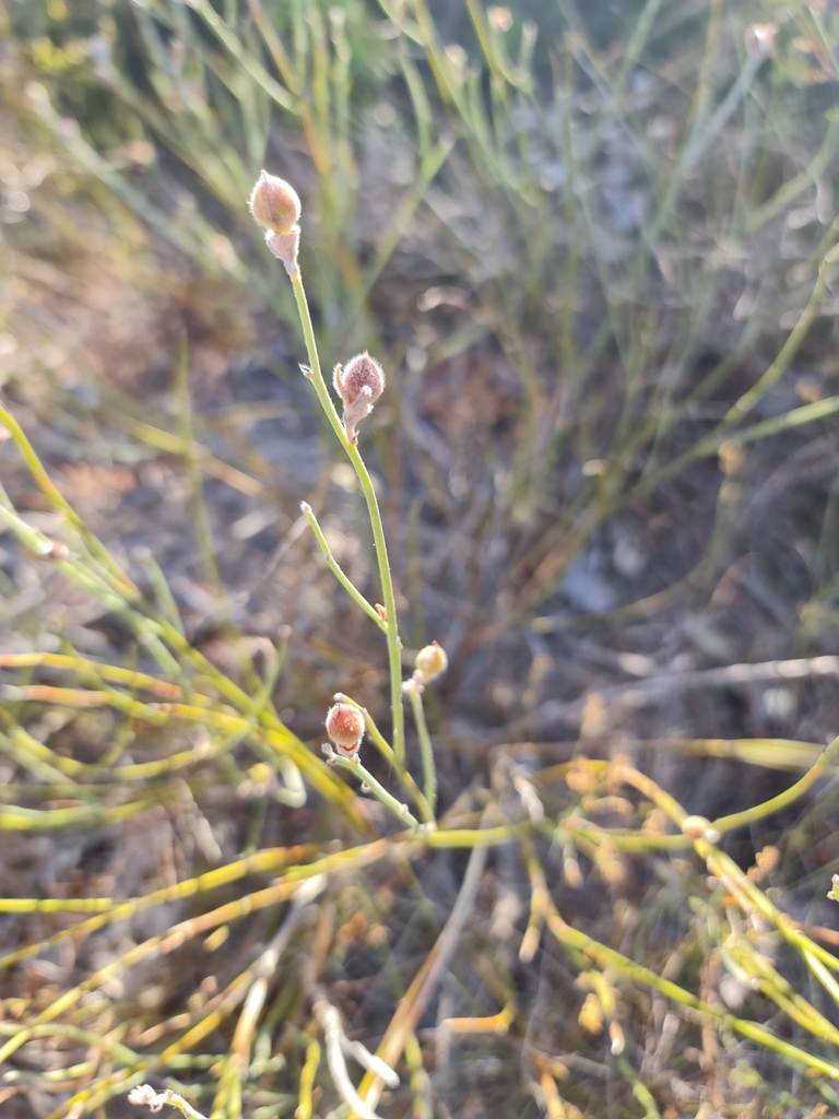 Jacksonia from Stratton WA 6056, Australia on November 30, 2023 at 04: ...