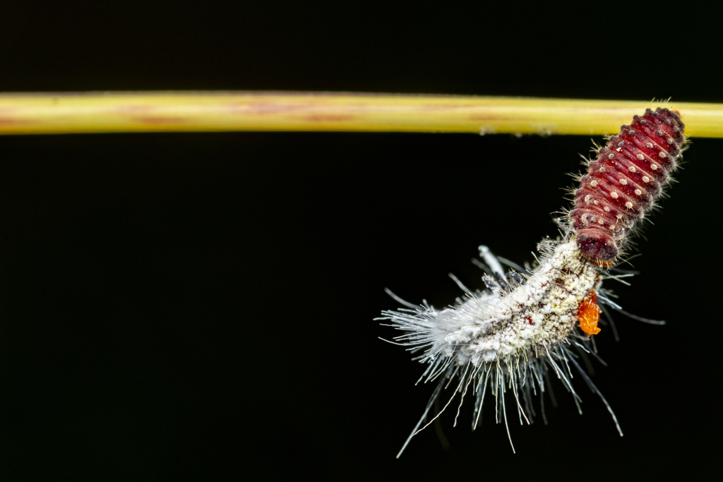 Painted apple moth from WCCR+6JW, Hunasemaradapalya, Bheemanakuppe ...