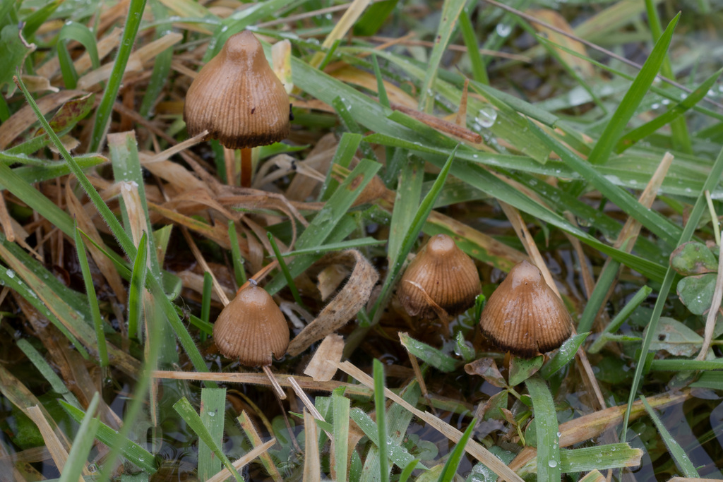 Liberty Cap in November 2020 by James Conway · iNaturalist
