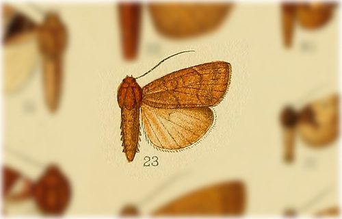 Hampsonodes xanthea · iNaturalist