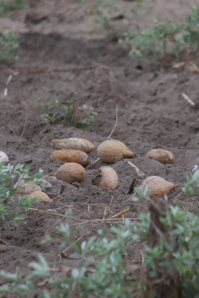 Calabash from Zambezi Region, Namibia on November 25, 2023 at 10:42 AM ...