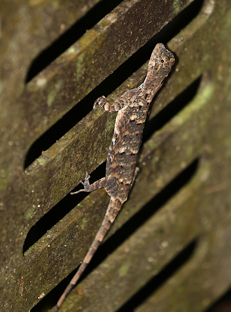 Sumatran Flying Dragon from Bukit Panjang, Singapore on November 30 ...