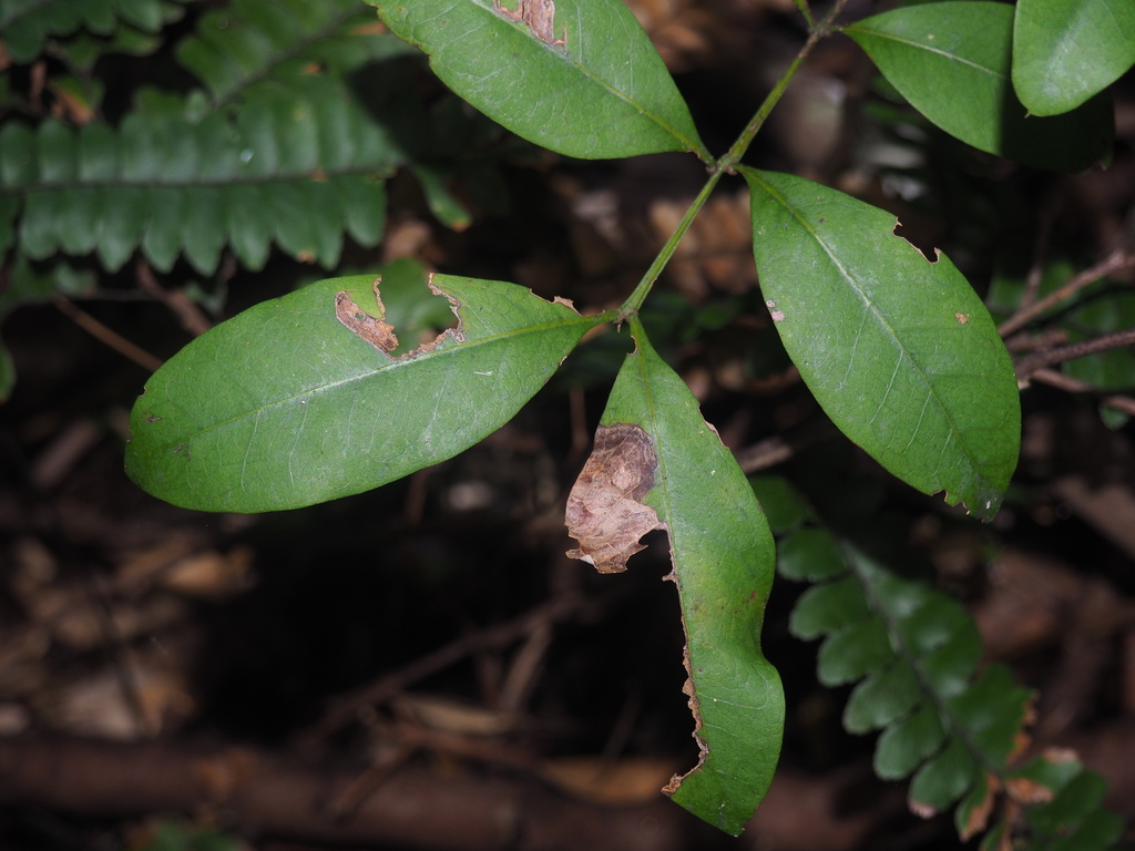 Guioa from Valla NSW 2448, Australia on November 24, 2023 at 05:08 PM ...