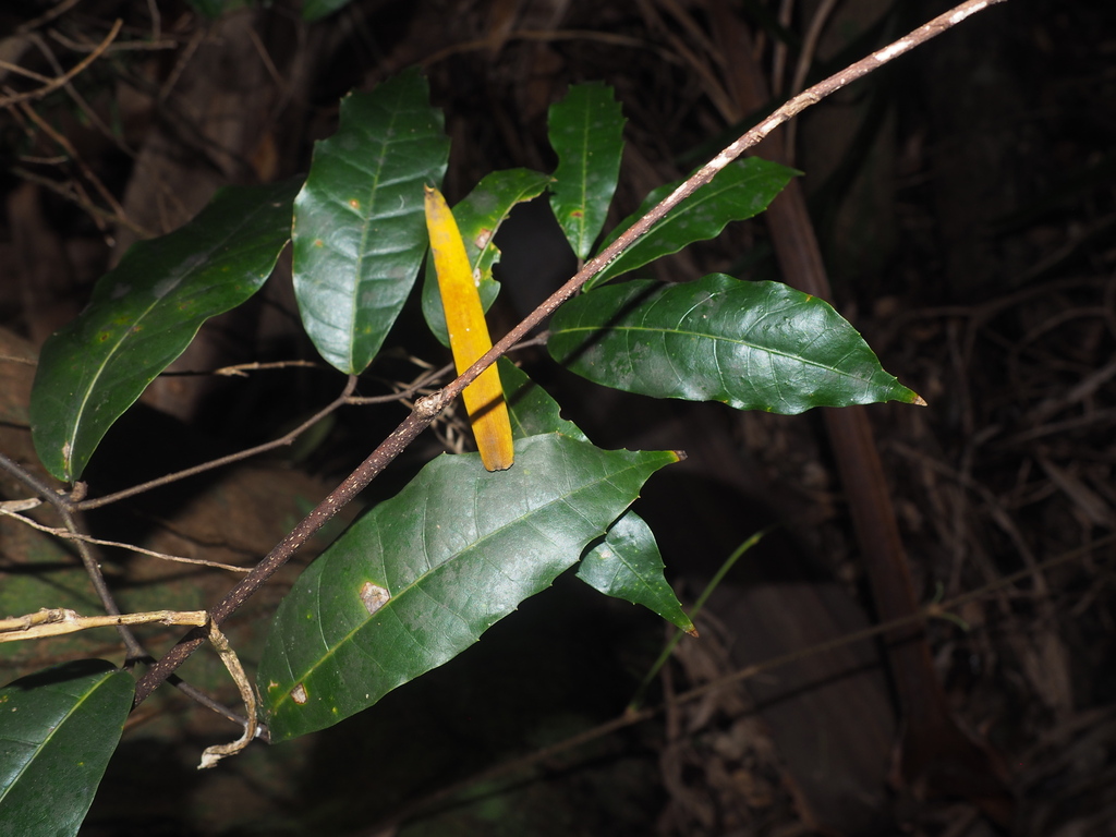 Burnie Vine from Valla NSW 2448, Australia on November 24, 2023 at 05:08 PM by Nathanael Green ...