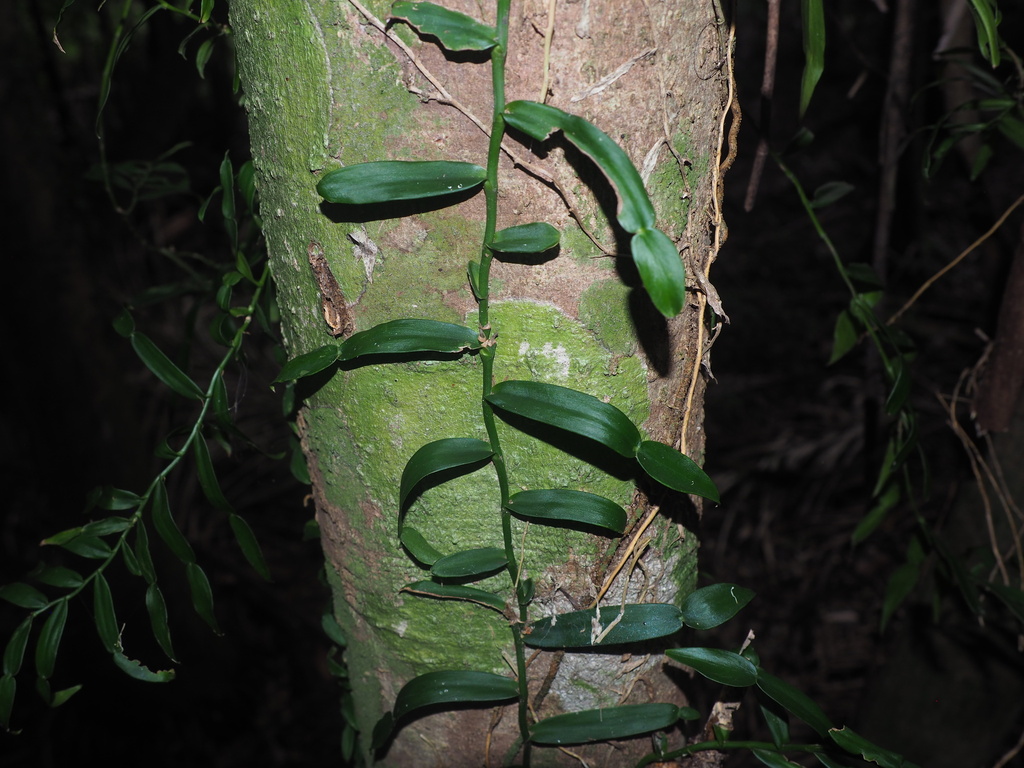 candle vine from Valla NSW 2448, Australia on November 24, 2023 at 05:08 PM by Nathanael Green ...