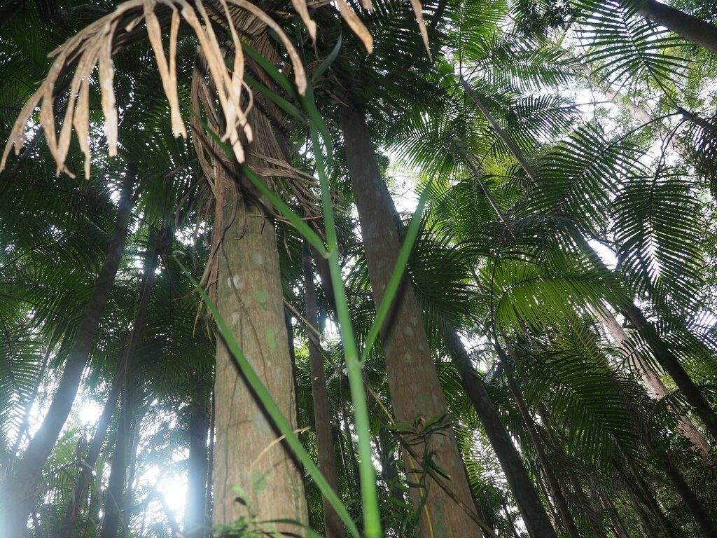 Indian Bushcane from Valla NSW 2448, Australia on November 24, 2023 at 05:09 PM by Nathanael ...
