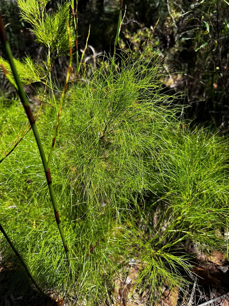 foxtails from K’gari (Fraser Island) Recreation Area, Eurong, QLD, AU ...