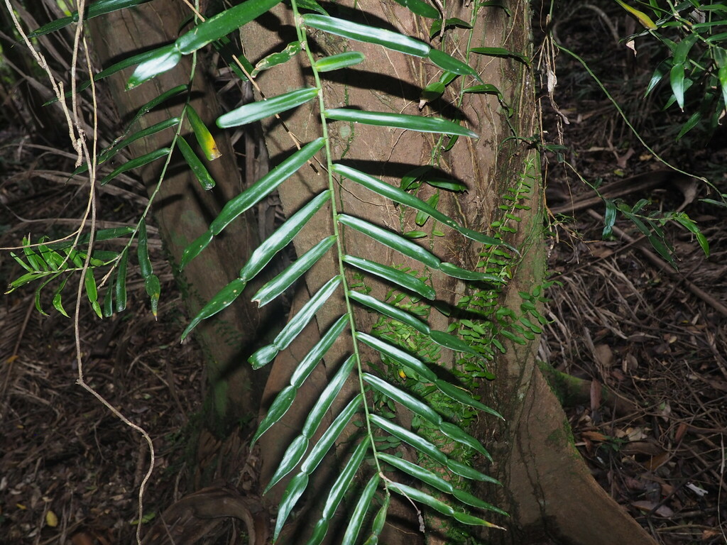 candle vine from Valla NSW 2448, Australia on November 24, 2023 at 05:10 PM by Nathanael Green ...